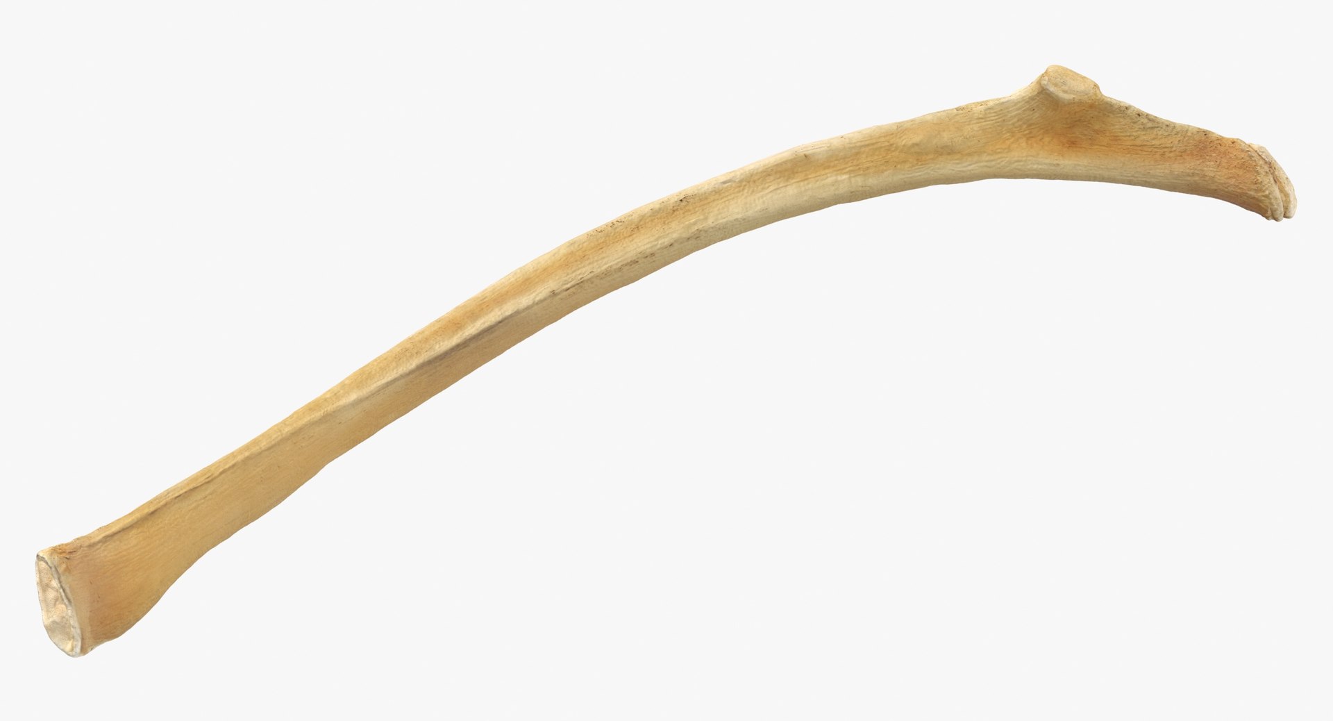 Kangaroo Red Necked Wallaby Rib T12 Model - TurboSquid 2069500