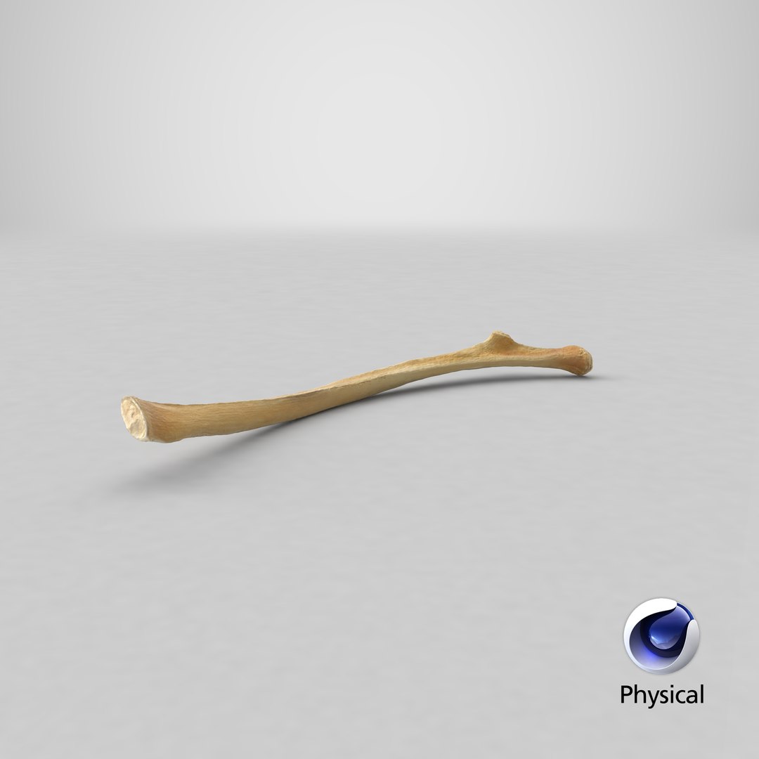 Kangaroo Red Necked Wallaby Rib T12 Model - TurboSquid 2069500