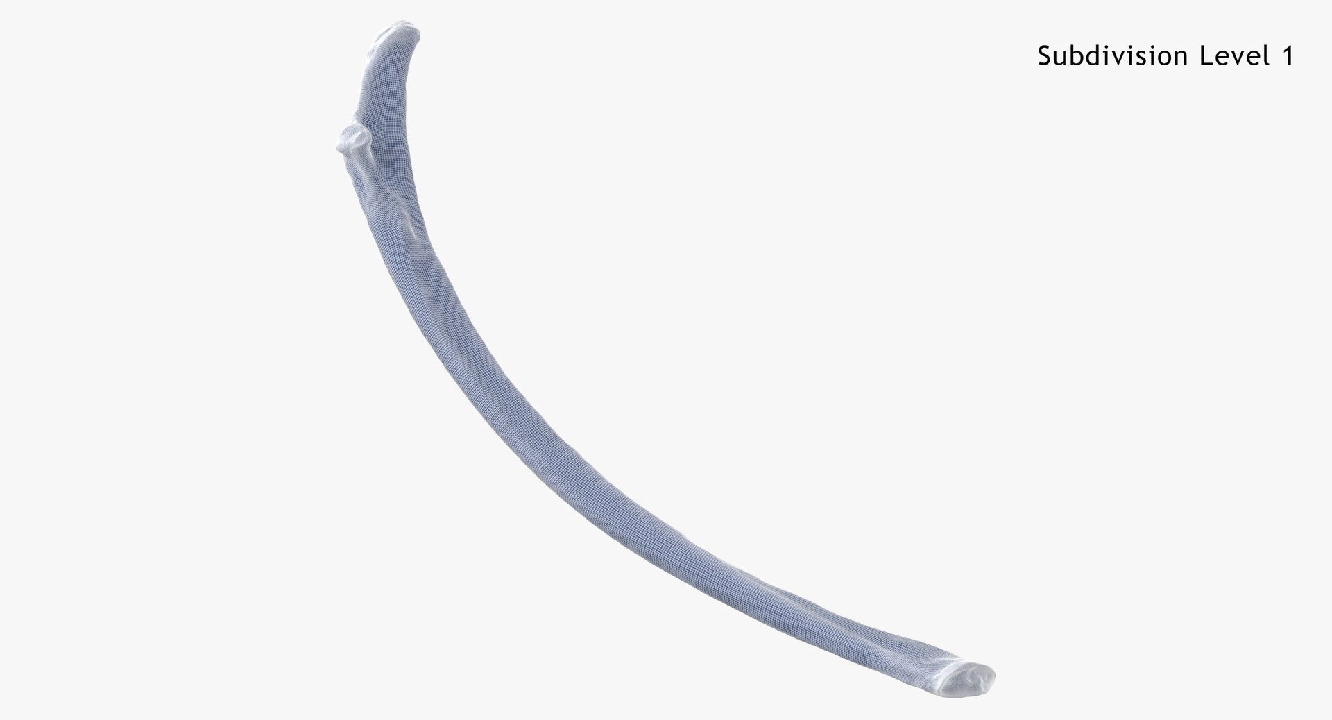 Kangaroo Red Necked Wallaby Rib T12 Model - TurboSquid 2069500