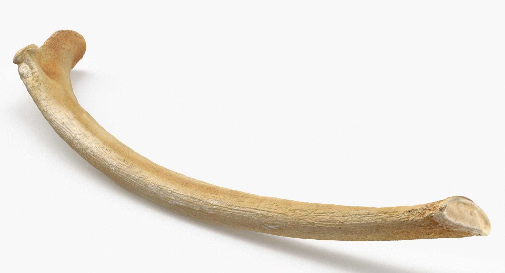 Kangaroo Red Necked Wallaby Rib T12 Model - TurboSquid 2069500