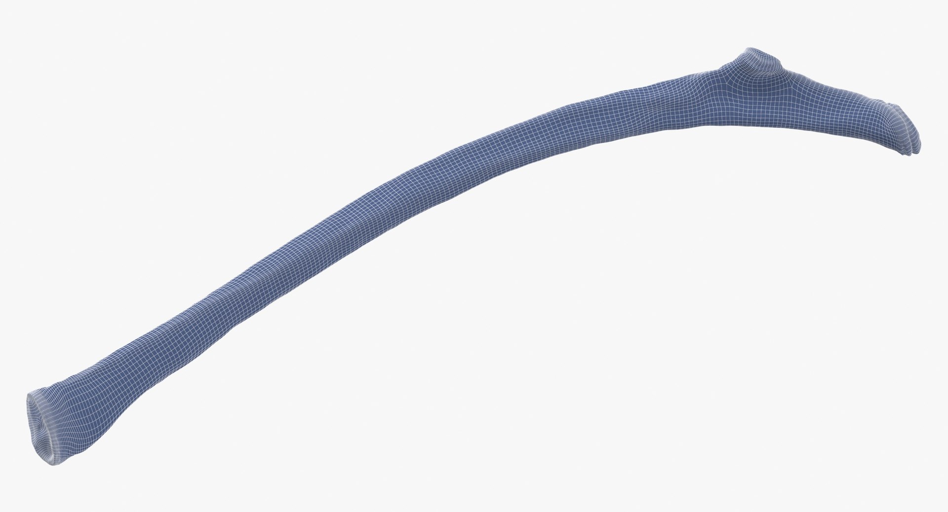 Kangaroo Red Necked Wallaby Rib T12 Model - TurboSquid 2069500