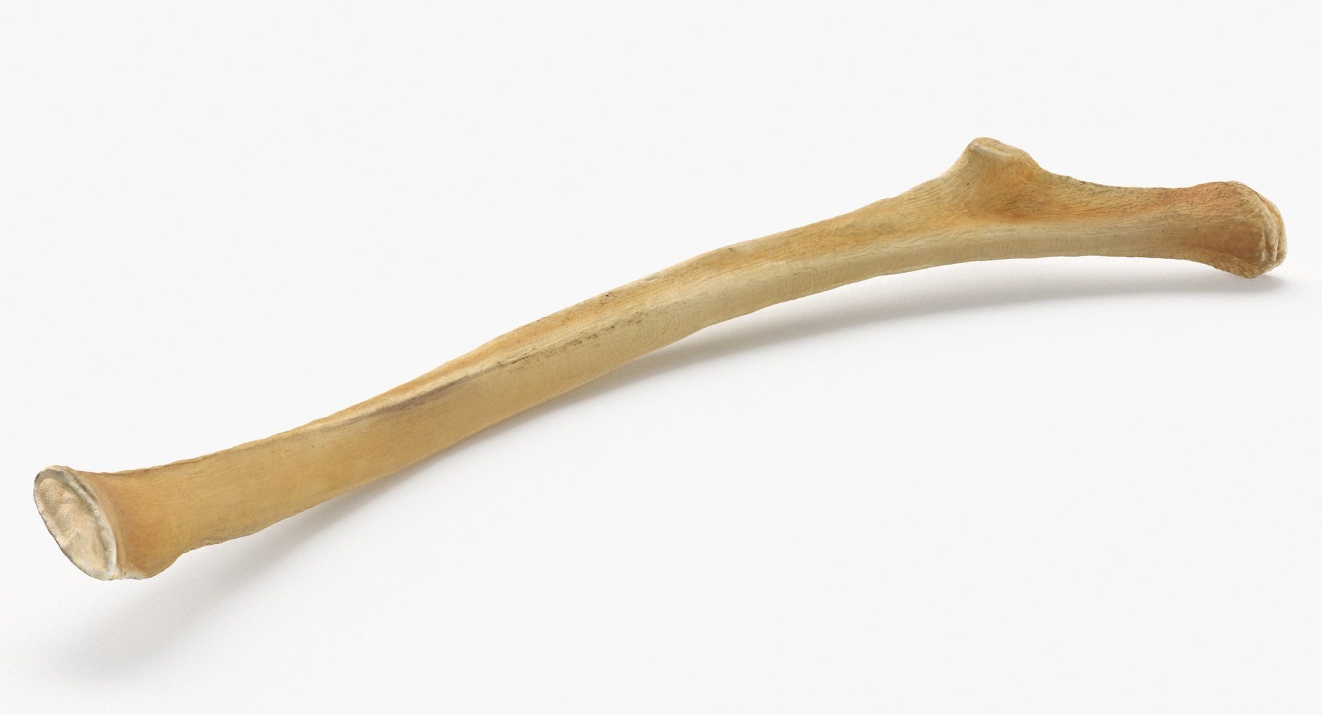 Kangaroo Red Necked Wallaby Rib T12 Model - TurboSquid 2069500