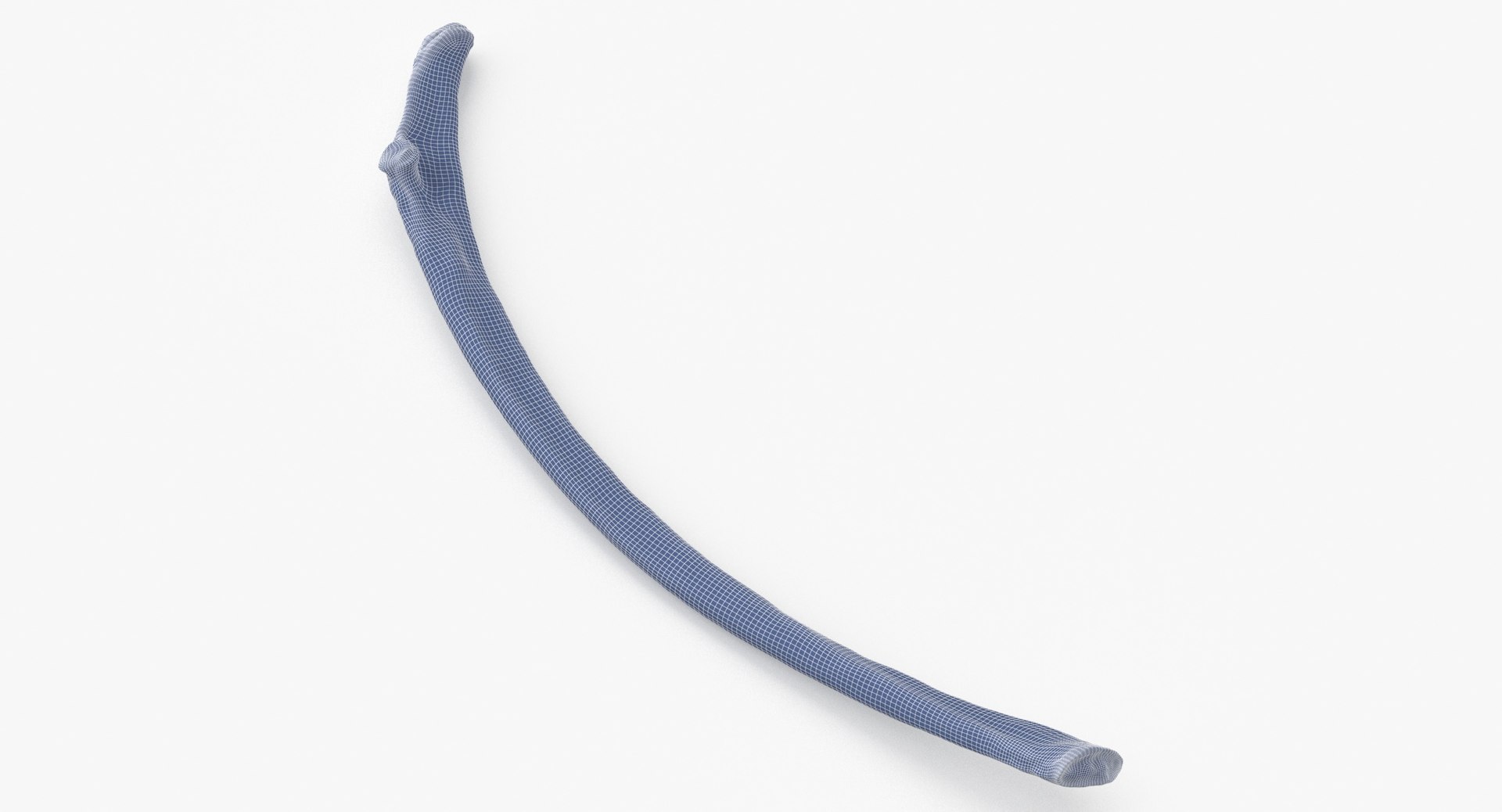 Kangaroo Red Necked Wallaby Rib T12 Model - TurboSquid 2069500