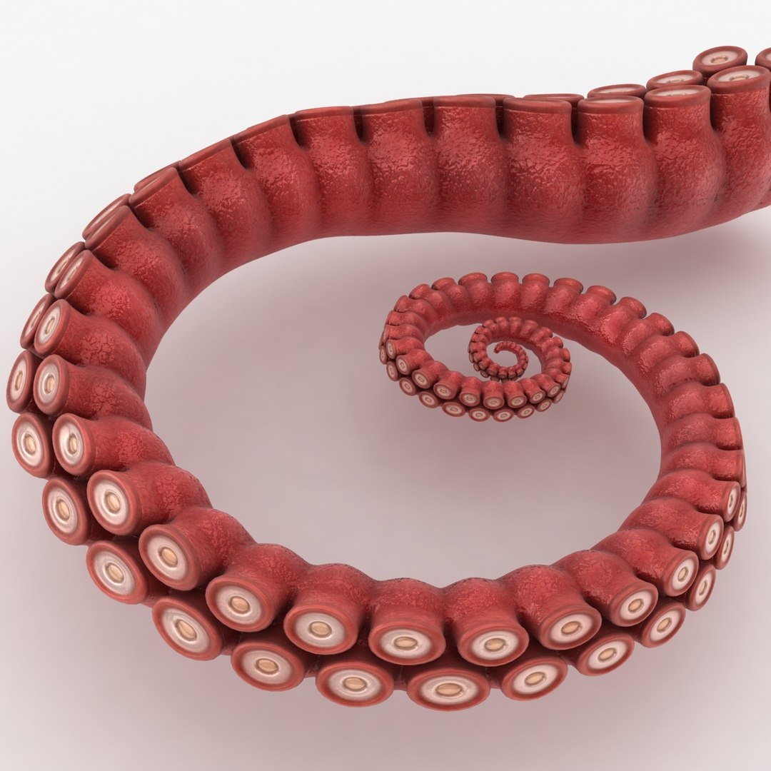 Realistic Octopus Tentacle Pose 3D - TurboSquid 1227804