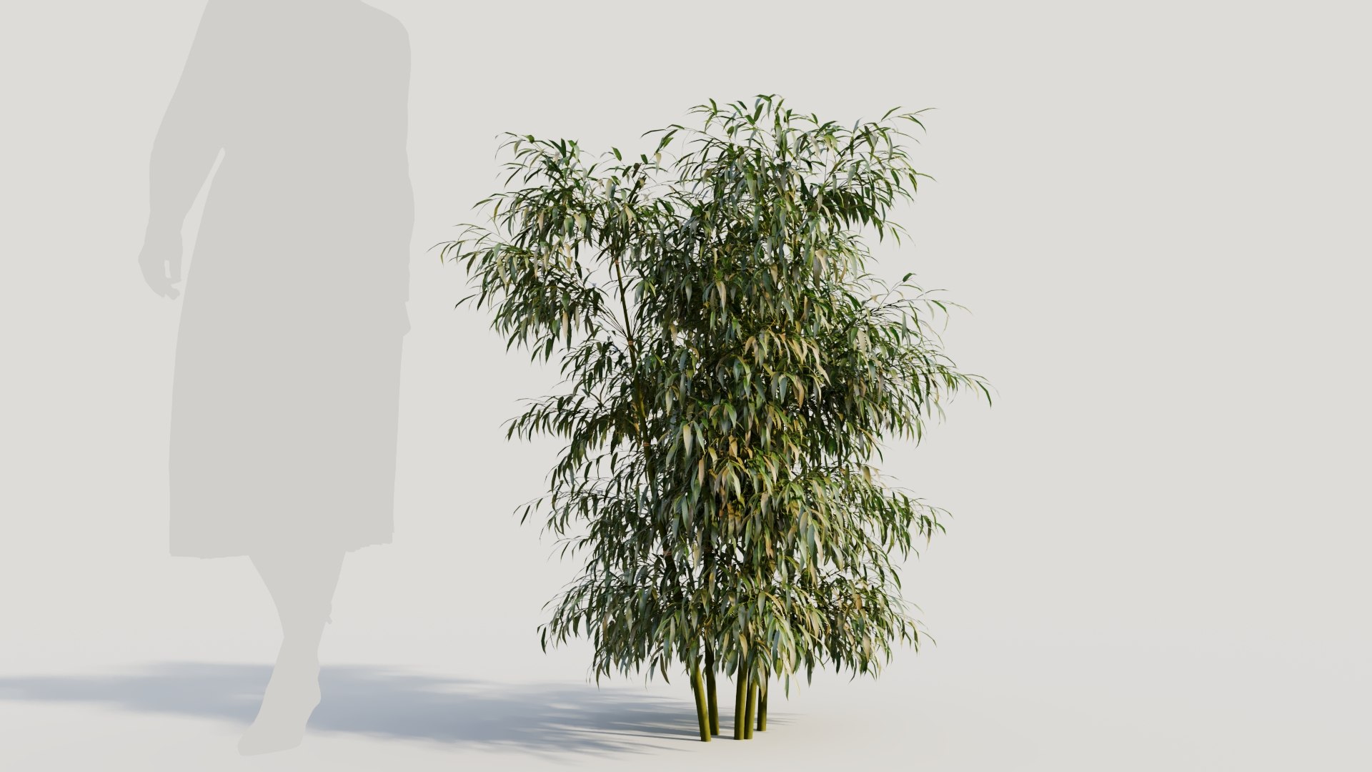 Bambusa multiplex b 3D - TurboSquid 2174730