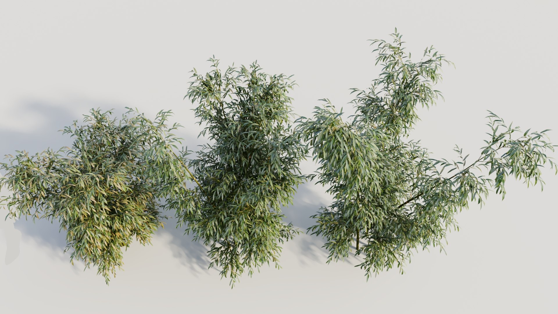 Bambusa Multiplex B 3D - TurboSquid 2174730