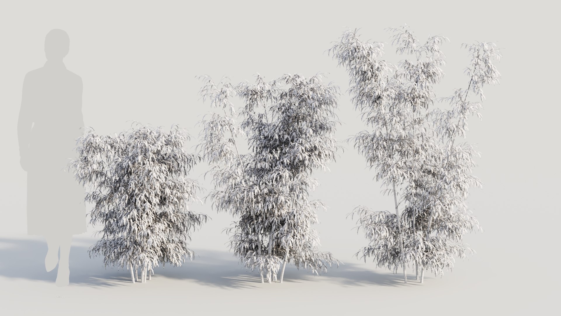 Bambusa Multiplex B 3D - TurboSquid 2174730