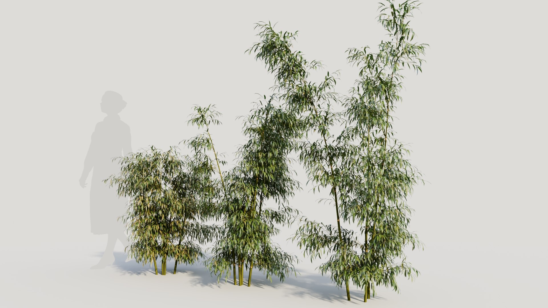 Bambusa Multiplex B 3D - TurboSquid 2174730