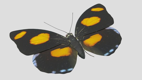 Butterfly monarch 3D model - TurboSquid 1599730