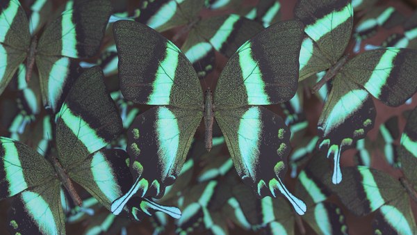 Butterfly monarch 3D model - TurboSquid 1599730