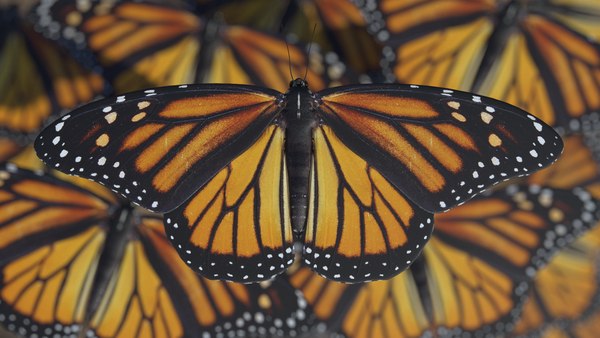 Butterfly monarch 3D model - TurboSquid 1599730