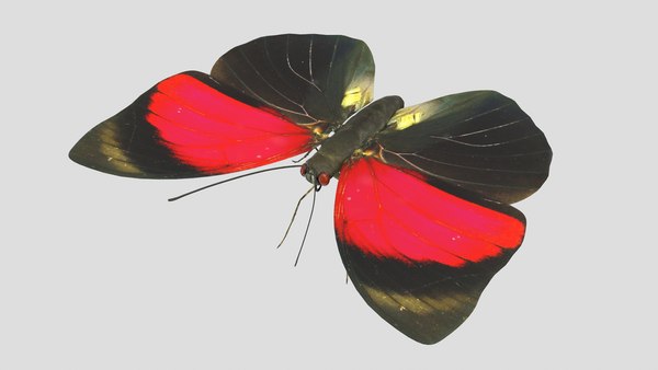 Butterfly monarch 3D model - TurboSquid 1599730