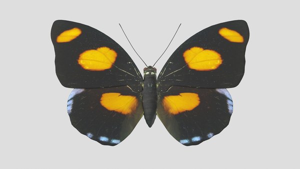 Butterfly monarch 3D model - TurboSquid 1599730