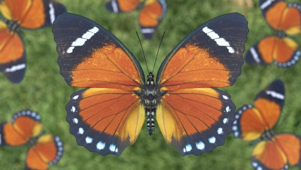 Butterfly monarch 3D model - TurboSquid 1599730