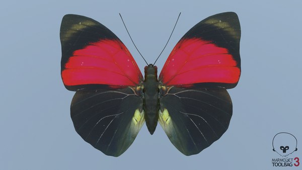 Butterfly monarch 3D model - TurboSquid 1599730