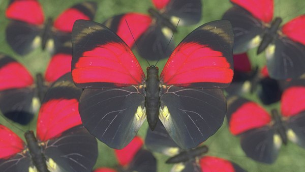 Butterfly monarch 3D model - TurboSquid 1599730