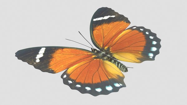 Butterfly monarch 3D model - TurboSquid 1599730