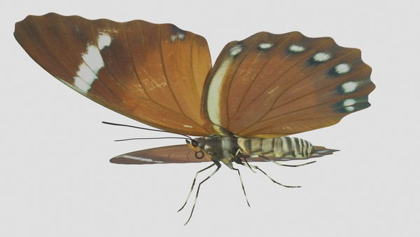 Butterfly monarch 3D model - TurboSquid 1599730