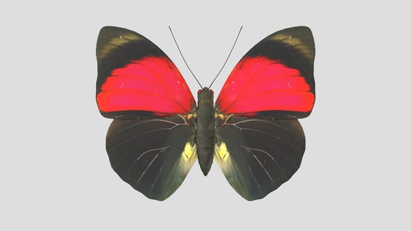 Butterfly monarch 3D model - TurboSquid 1599730