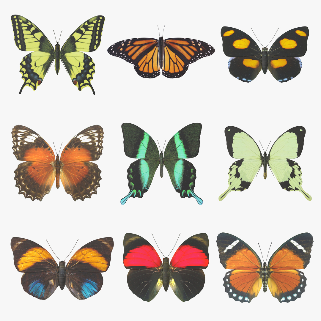 Butterfly monarch 3D model - TurboSquid 1599730