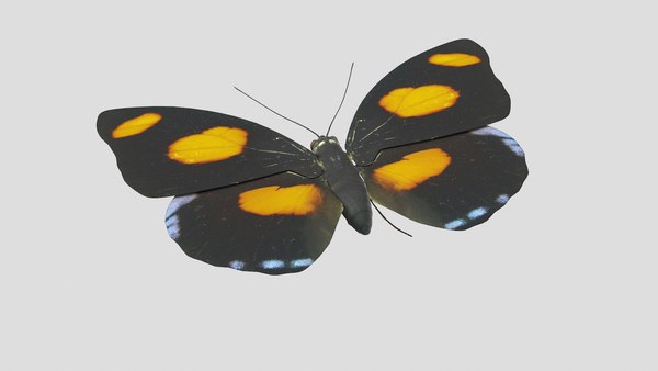 Butterfly monarch 3D model - TurboSquid 1599730
