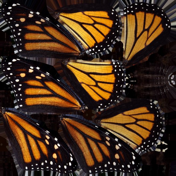 Butterfly monarch 3D model - TurboSquid 1599730