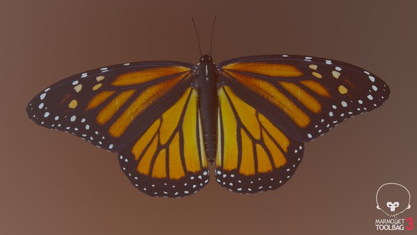 Butterfly monarch 3D model - TurboSquid 1599730