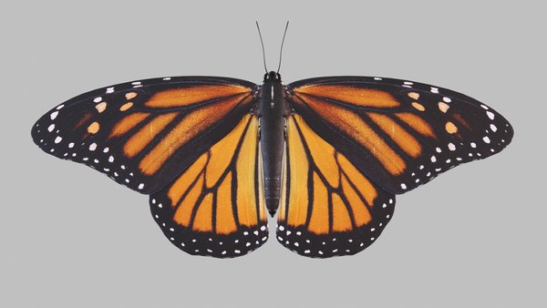 Butterfly monarch 3D model - TurboSquid 1599730