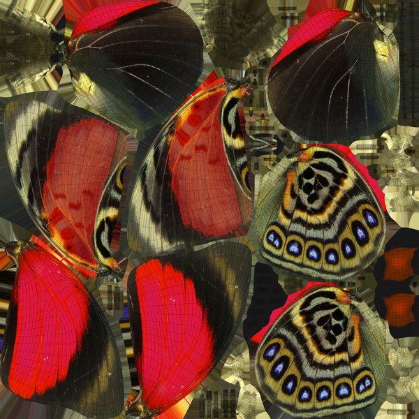 Butterfly monarch 3D model - TurboSquid 1599730