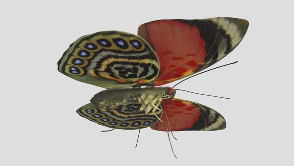 Butterfly monarch 3D model - TurboSquid 1599730