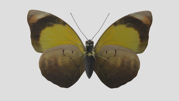 Butterfly monarch 3D model - TurboSquid 1599730