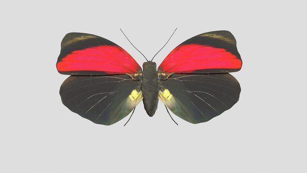 Butterfly monarch 3D model - TurboSquid 1599730