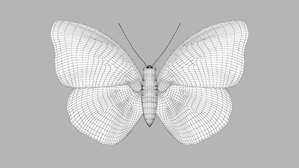 Butterfly monarch 3D model - TurboSquid 1599730