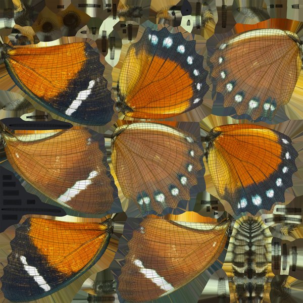 Butterfly monarch 3D model - TurboSquid 1599730