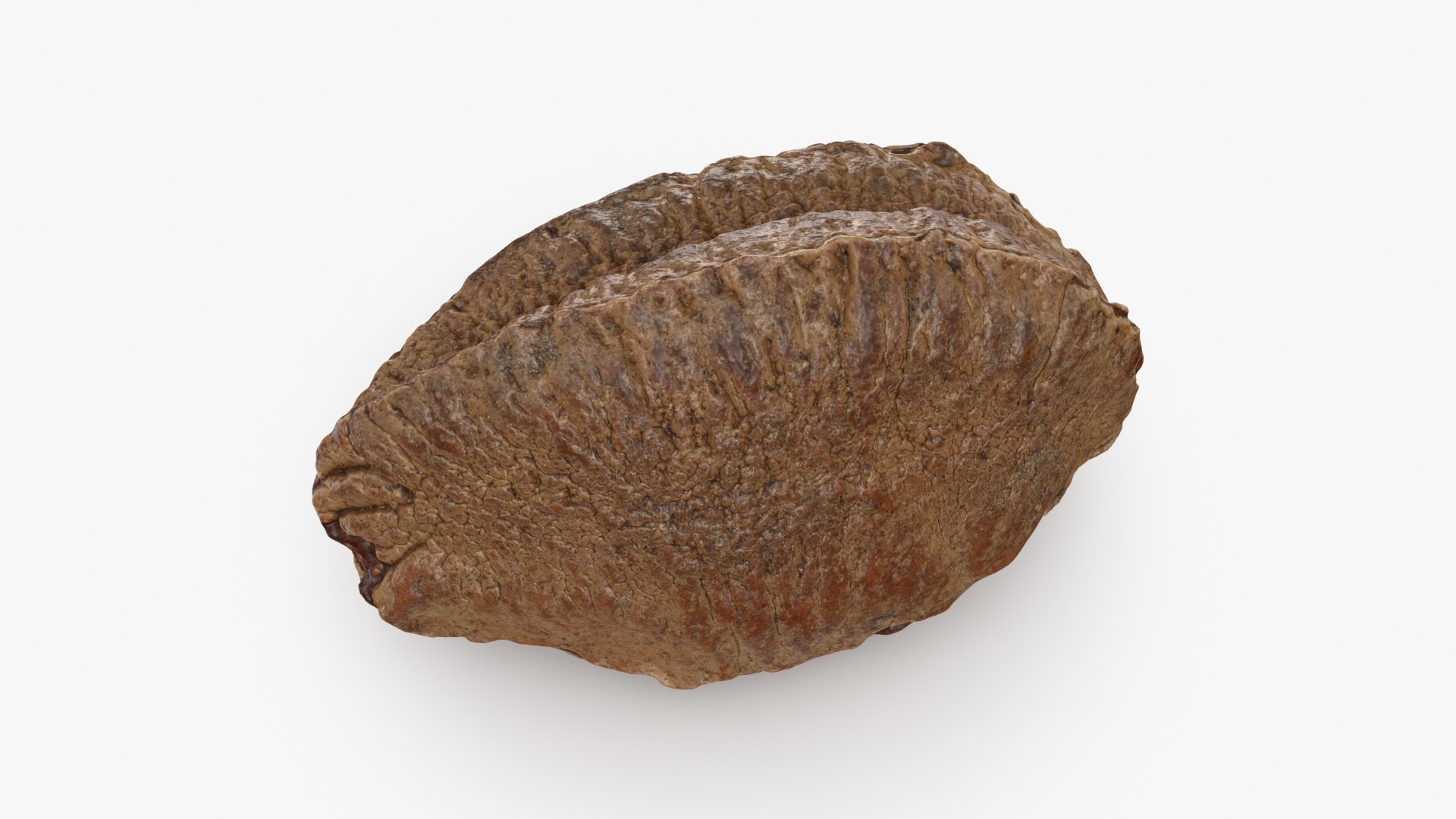 3D Brazil Nut In Shell Collection Model - TurboSquid 2299835
