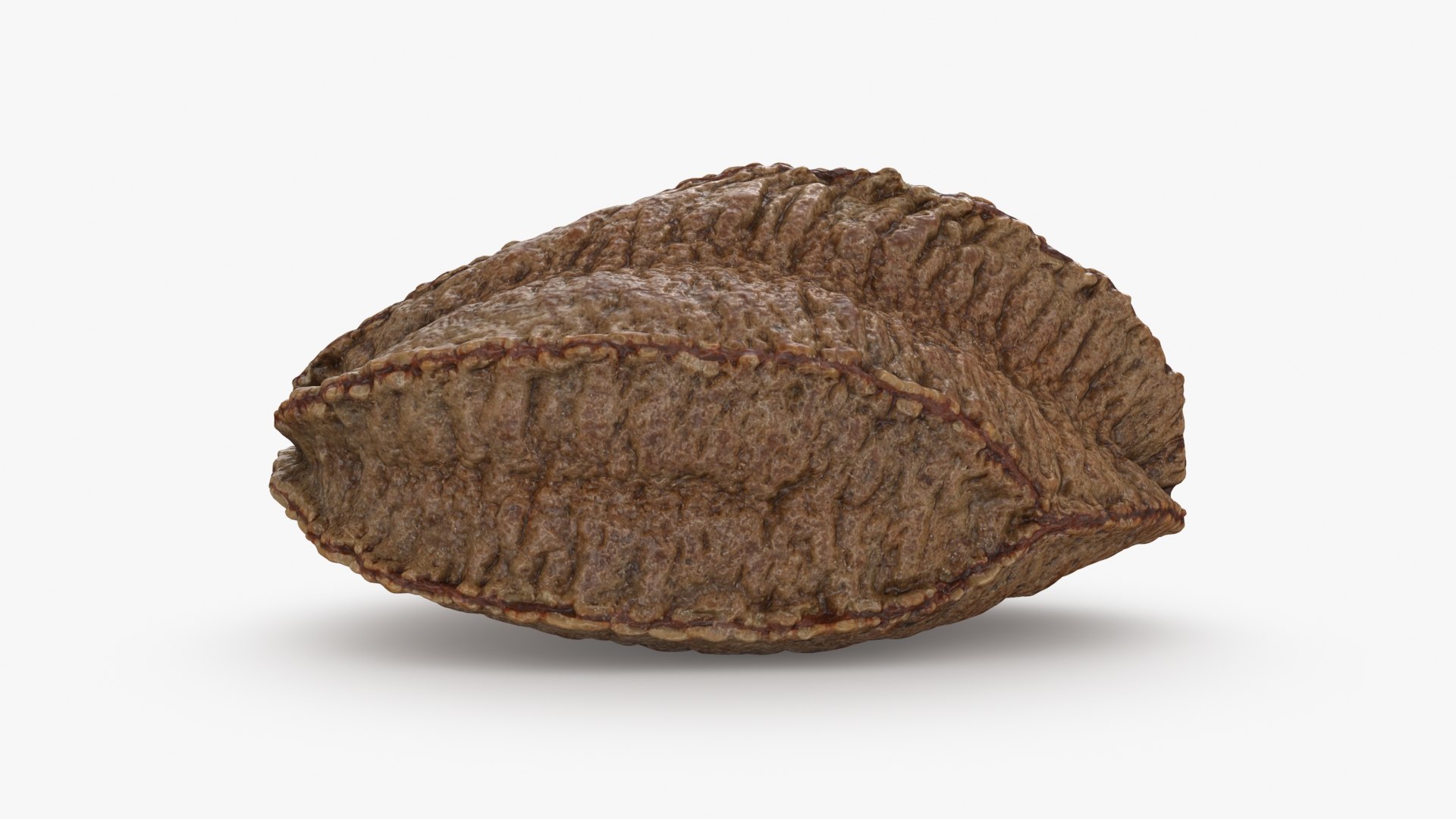 3D Brazil Nut In Shell Collection Model - TurboSquid 2299835