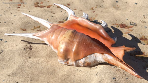 3D Lambis Truncata Shell - TurboSquid 1975144