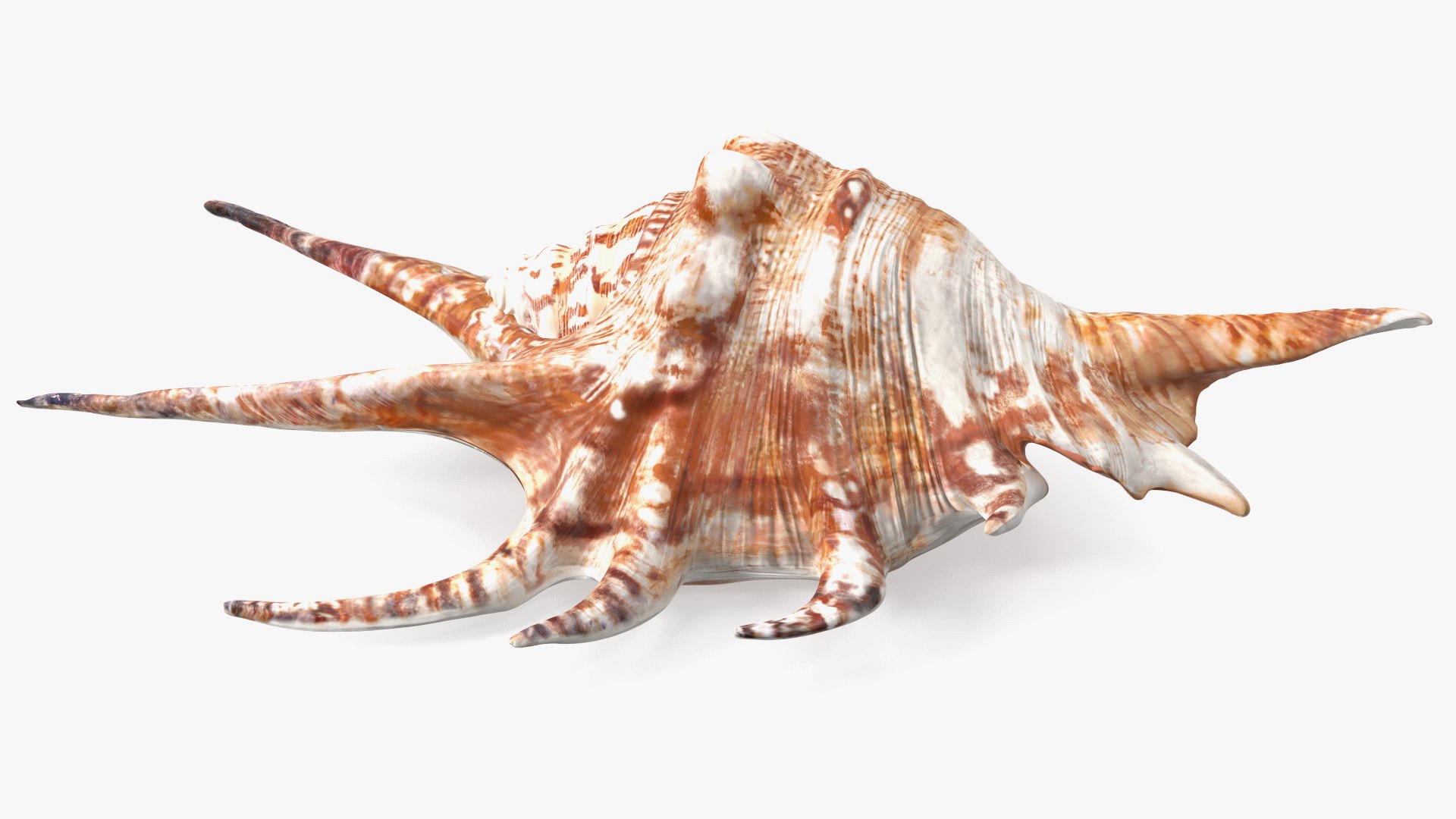 3D Lambis Truncata Shell - TurboSquid 1975144