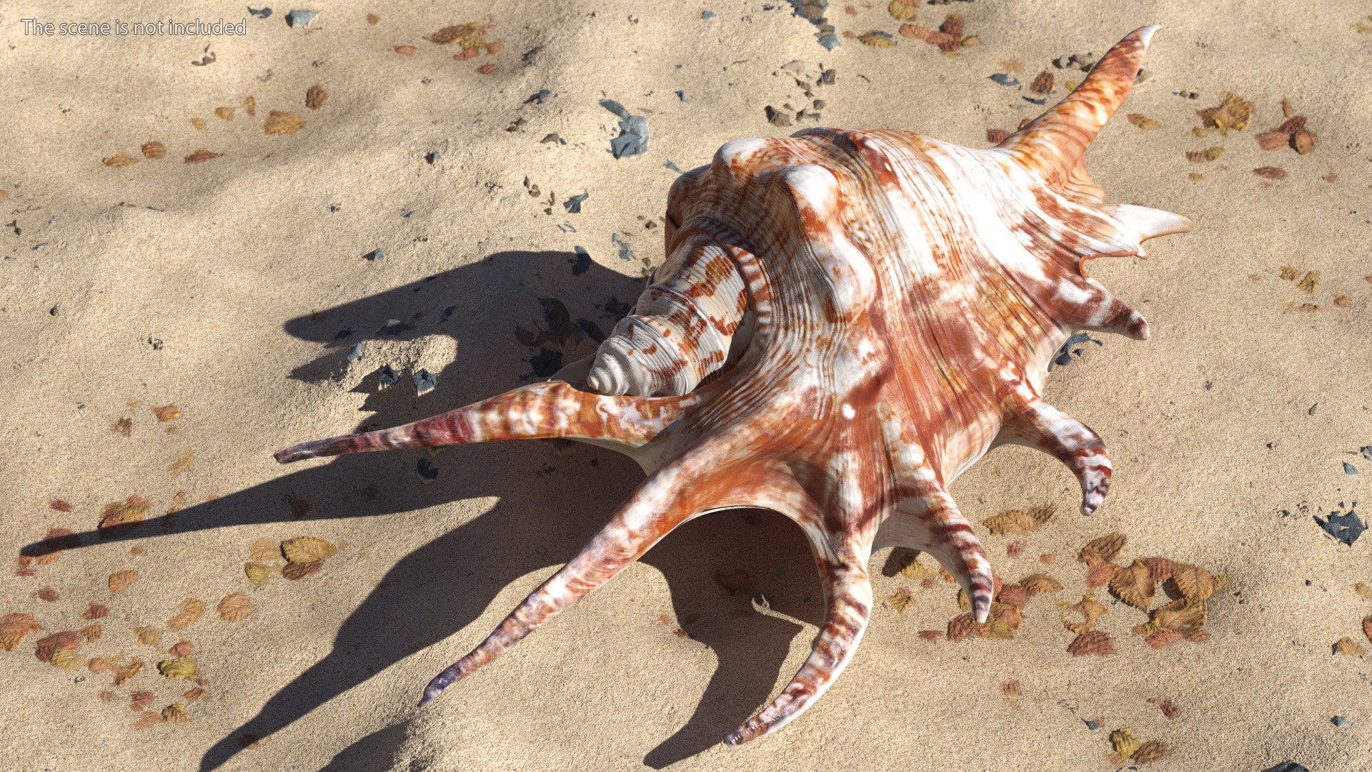 3D Lambis Truncata Shell - TurboSquid 1975144