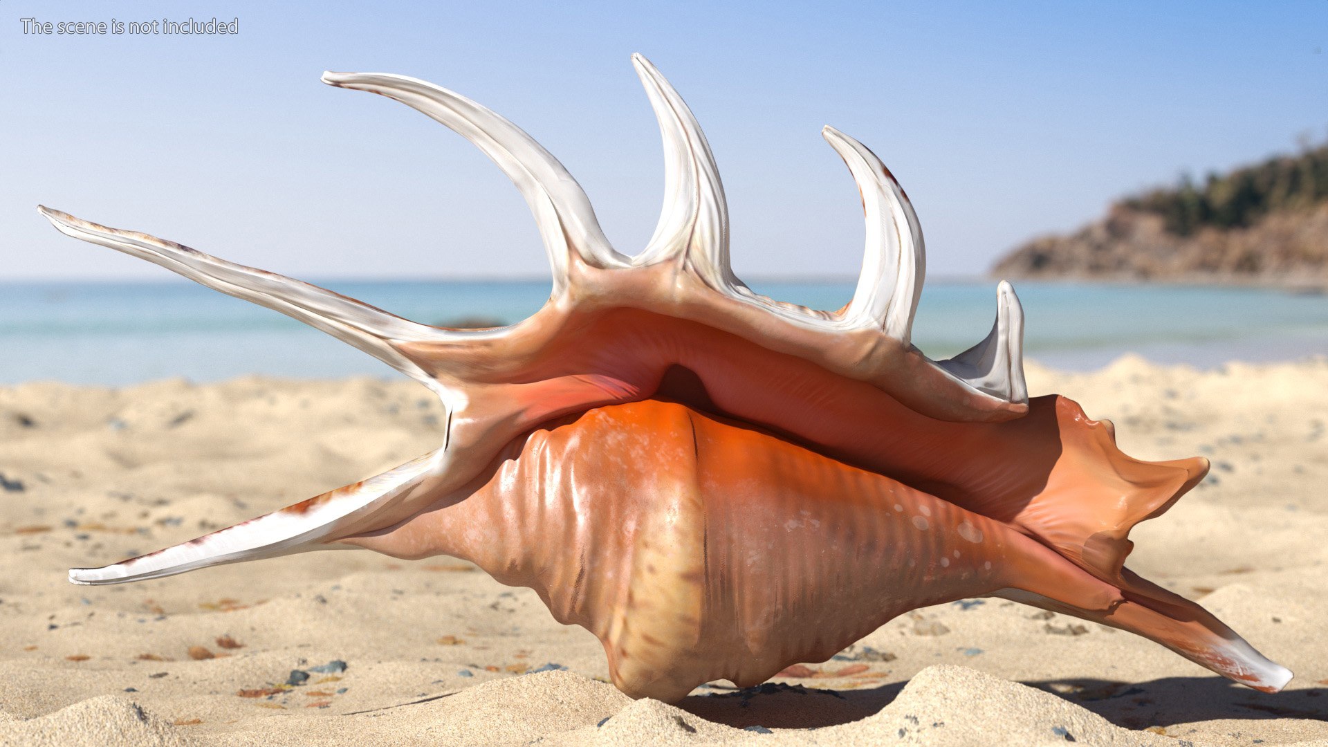 3D Lambis Truncata Shell - TurboSquid 1975144