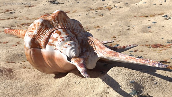 3D Lambis Truncata Shell - TurboSquid 1975144