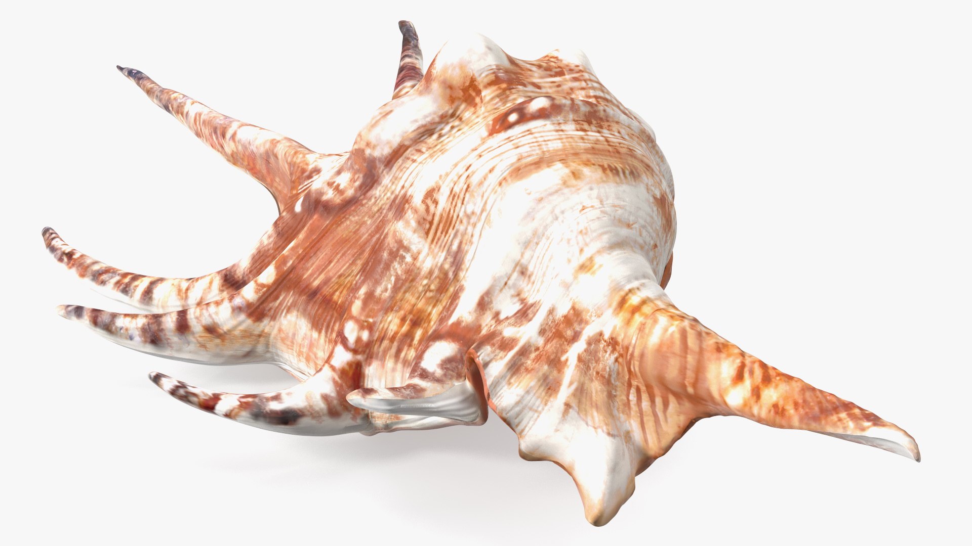 3D Lambis Truncata Shell - TurboSquid 1975144