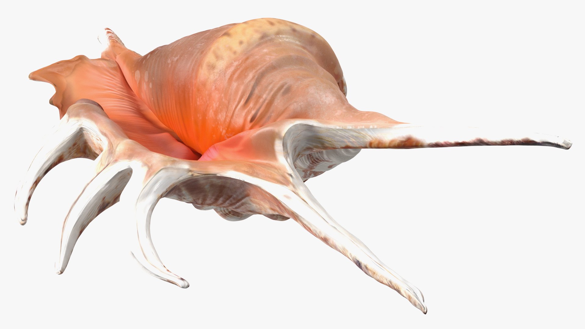 3D Lambis Truncata Shell - TurboSquid 1975144