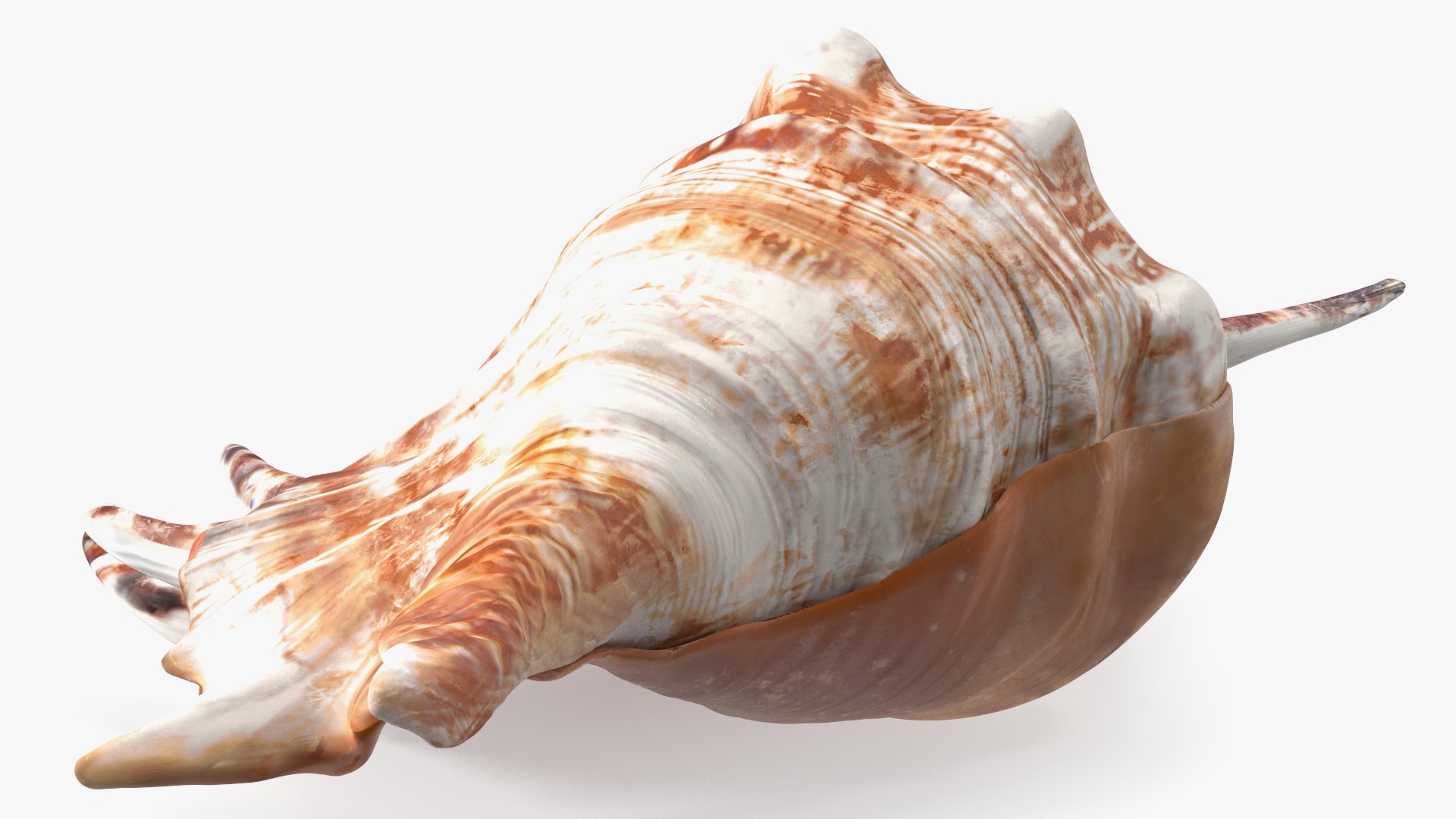 3D Lambis Truncata Shell - TurboSquid 1975144