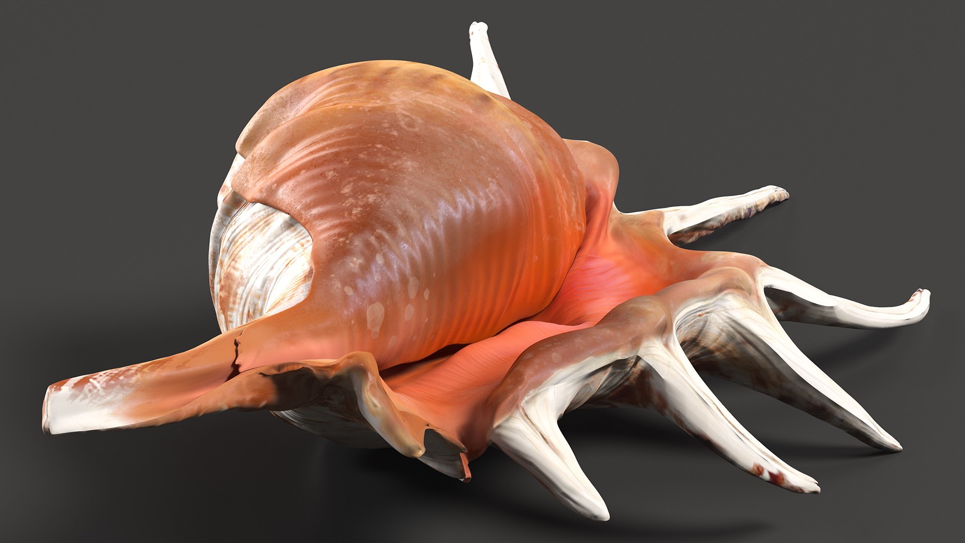 3D Lambis Truncata Shell - TurboSquid 1975144