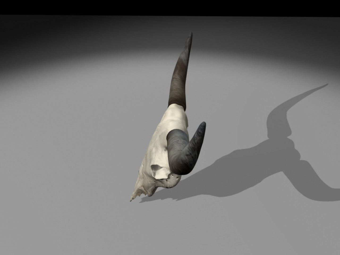 Longhorn Horn 3d Model