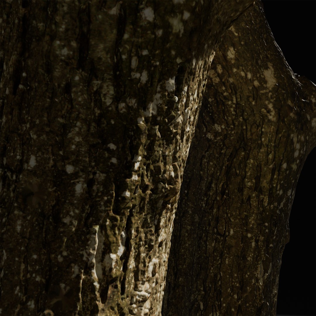 High-Poly And Low-Poly Tree Trunk Asset - 3D Scan 3D Model - TurboSquid ...