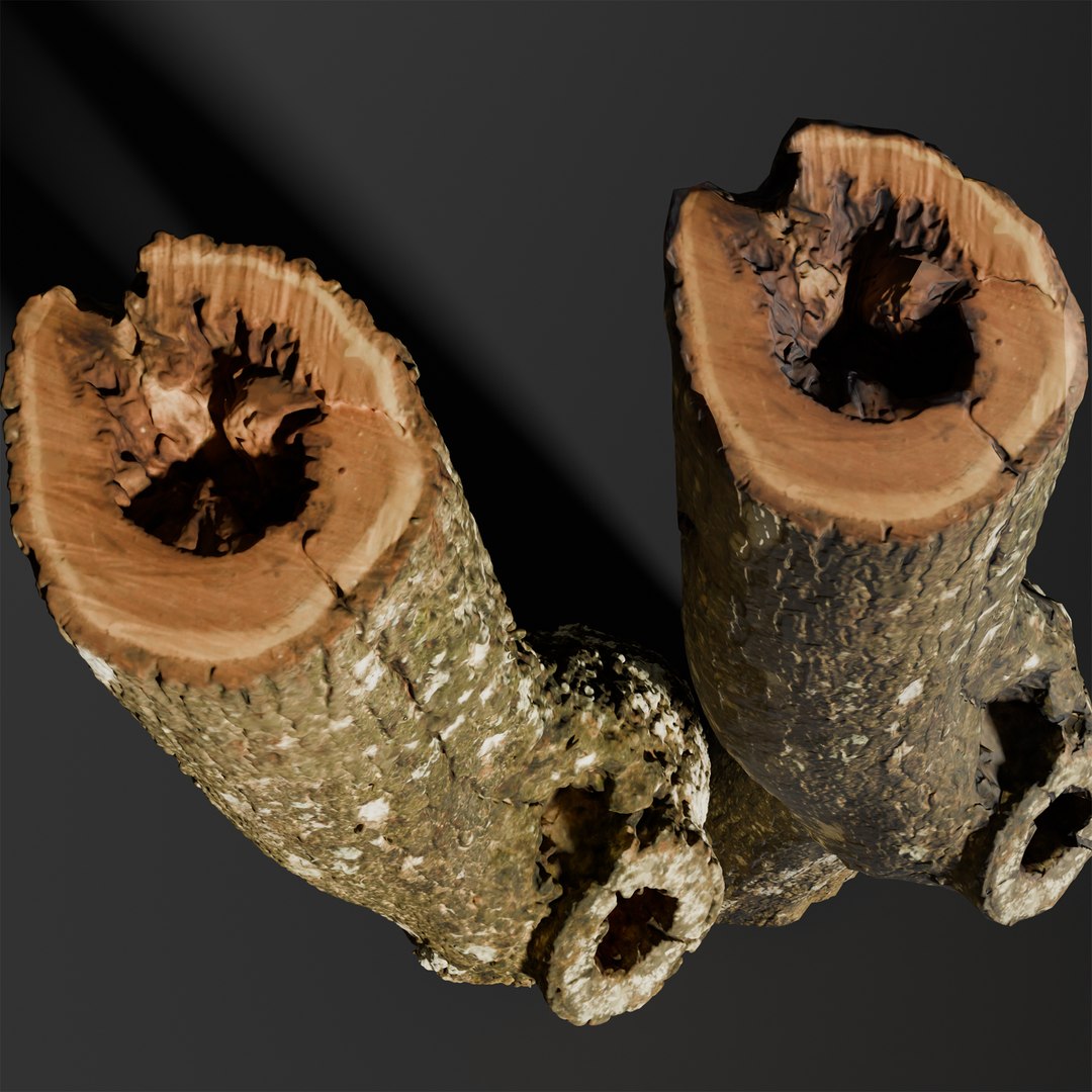 High-Poly And Low-Poly Tree Trunk Asset - 3D Scan 3D Model - TurboSquid ...