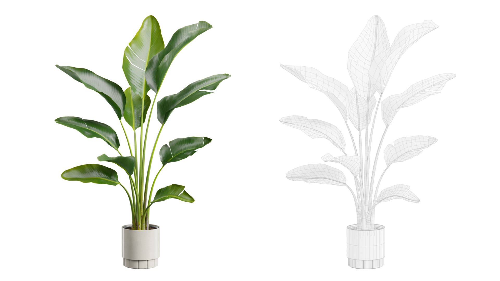 3D Model Strelitzia Nicolai Plant Set - TurboSquid 2258973
