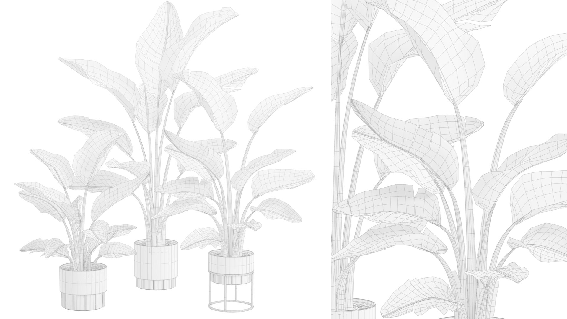 3D Model Strelitzia Nicolai Plant Set - TurboSquid 2258973